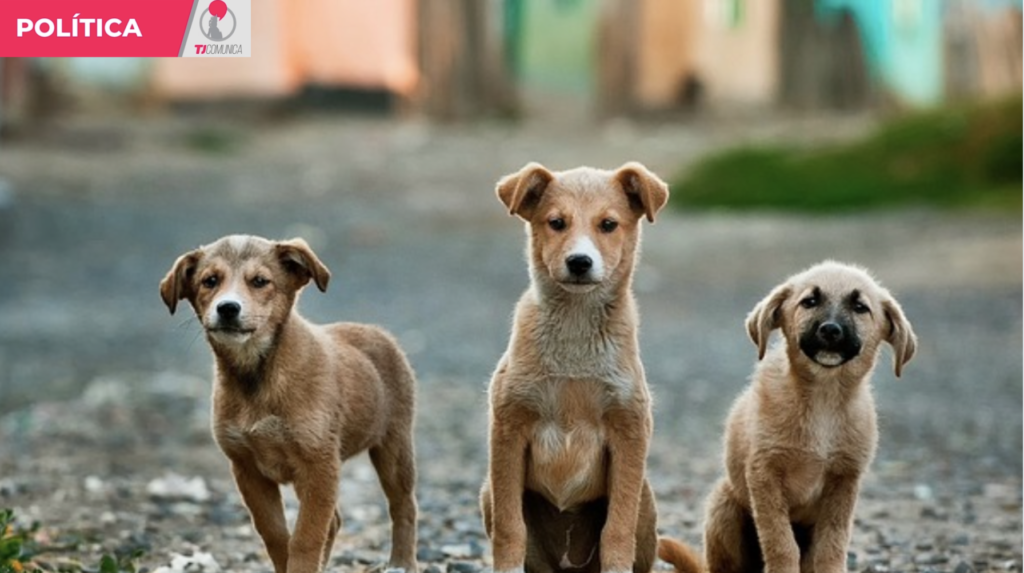 NO MÁS PERROS CALLEJEROS EN BAJA CALIFORNIA - TJ Comunica